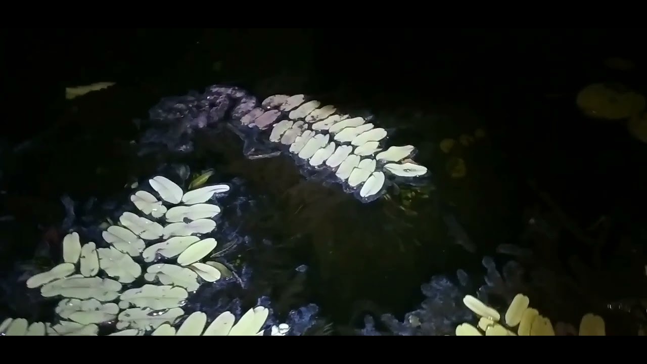 pegando piaba.a noite olha a quantidade de piaba nessa Lagoa - YouTube