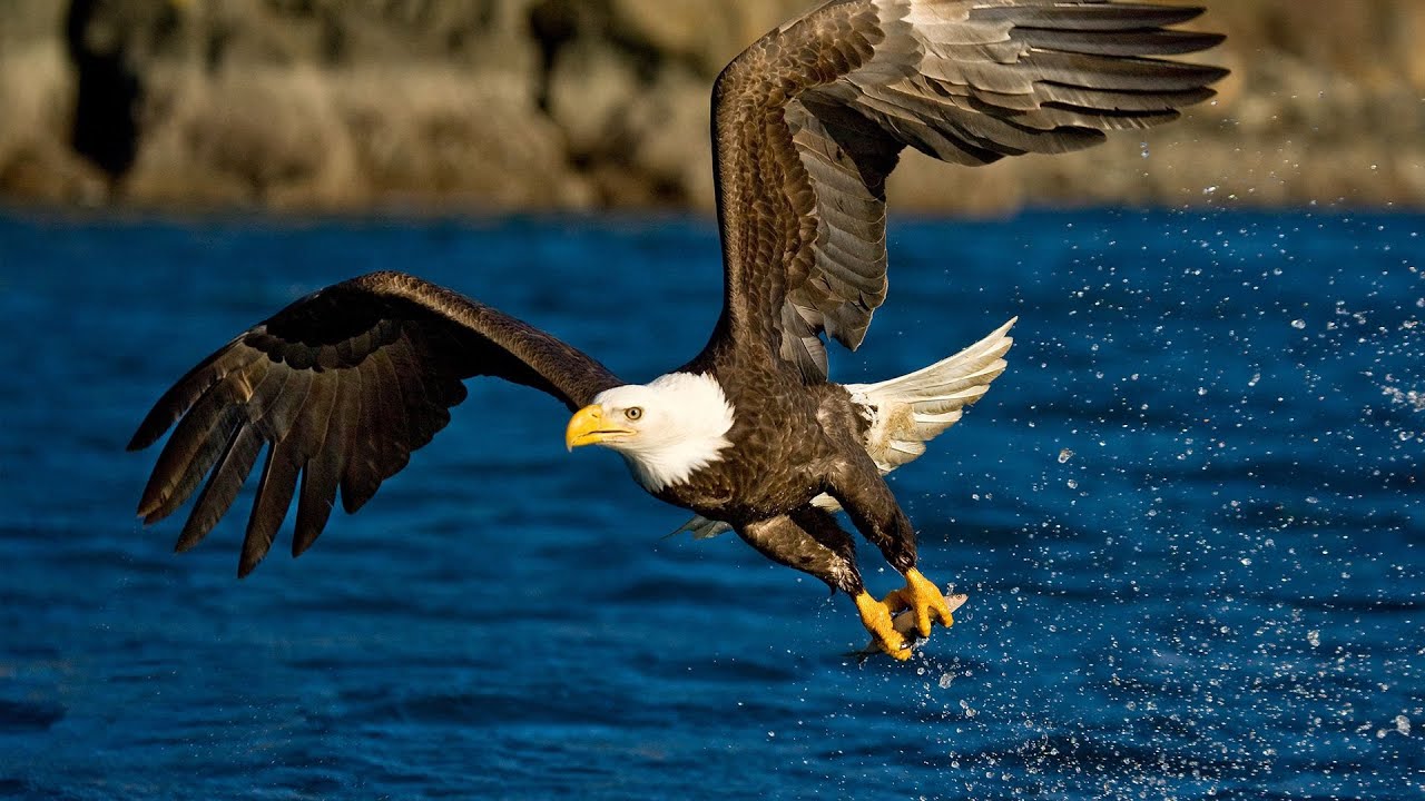 THE BIGGEST AND STRONGEST BIRD IN THE WORLD (EAGLE) - YouTube