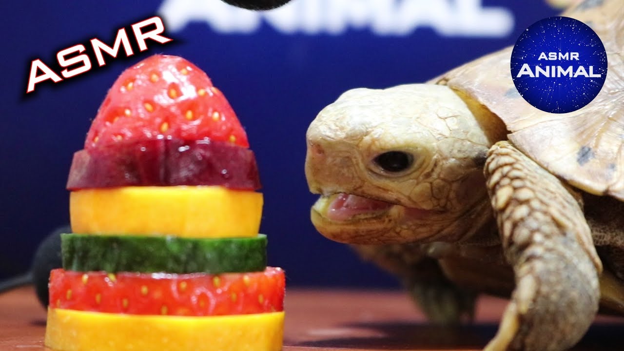 Baby Turtles Eating Fruit