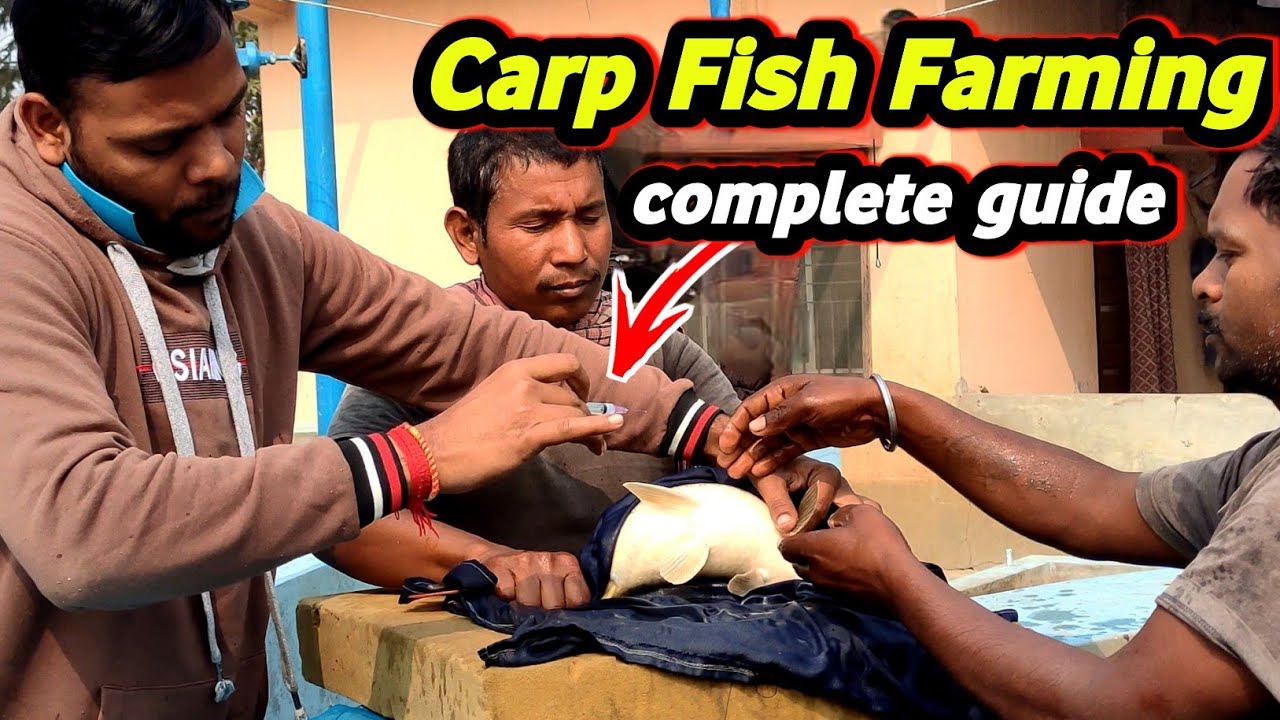 fish farming complete guide | fish breeding farming injection training ...