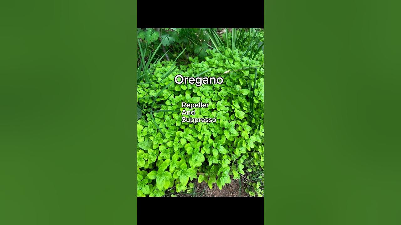 Tree guilds - YouTube