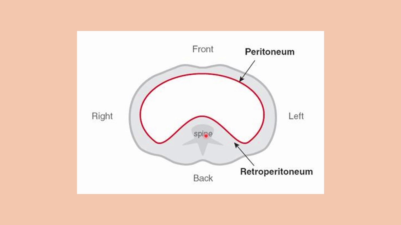 Cavidad peritoneal, bolsa omental y retroperitoneo - YouTube