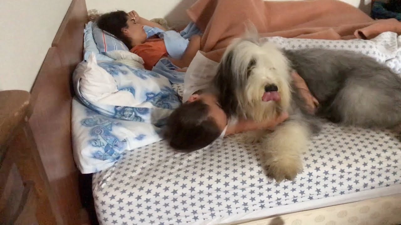 Opium, Bearded Collie Girl, réveil matin ... - YouTube