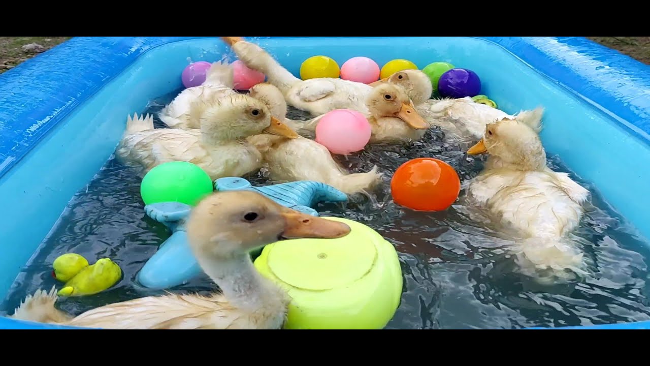baby duckling playing more fun !!! duckling swimming pool (duck)) - YouTube