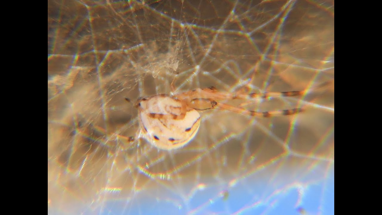 Spiderling Brown Widow(Latrodectus Geometricus), August 08, 2023, 9 ...