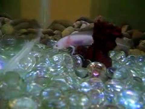 baby axolotls - YouTube