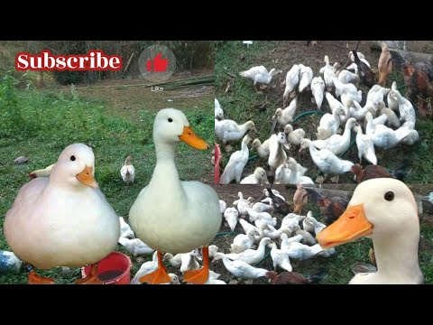 Ang mga pinapakain namin sa Pato | Itik | Bebe - YouTube