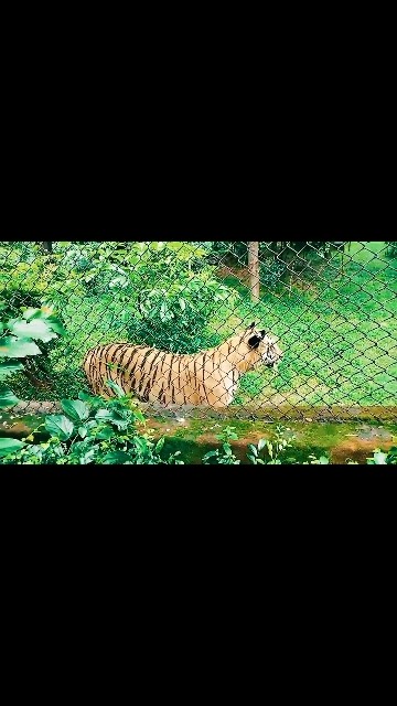 Nandan Kanan Zoo #tiger #zoo #Nature #animals #royalbengaltiger - YouTube