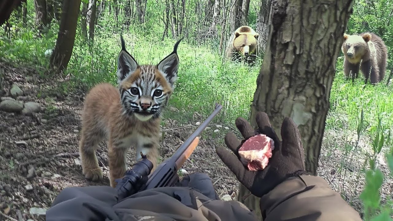 Grizzlies attack a defenseless lynx cub, and the incredible happens ...