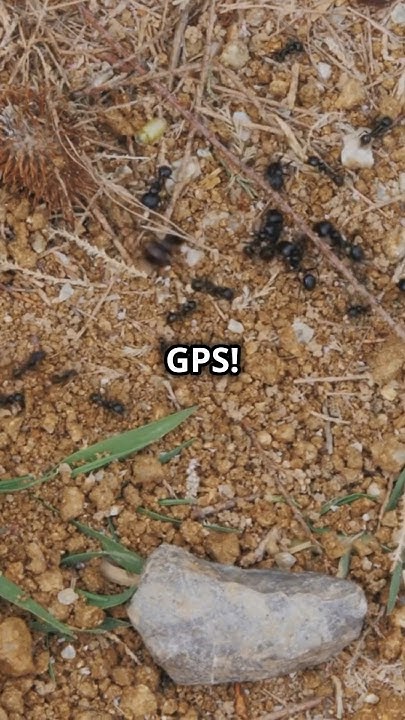 How Ants Find Their Way Home 🐜 - YouTube