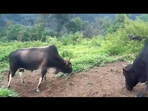 hnub na rov qab mus saib nyuj dua 8/10/2023 - YouTube