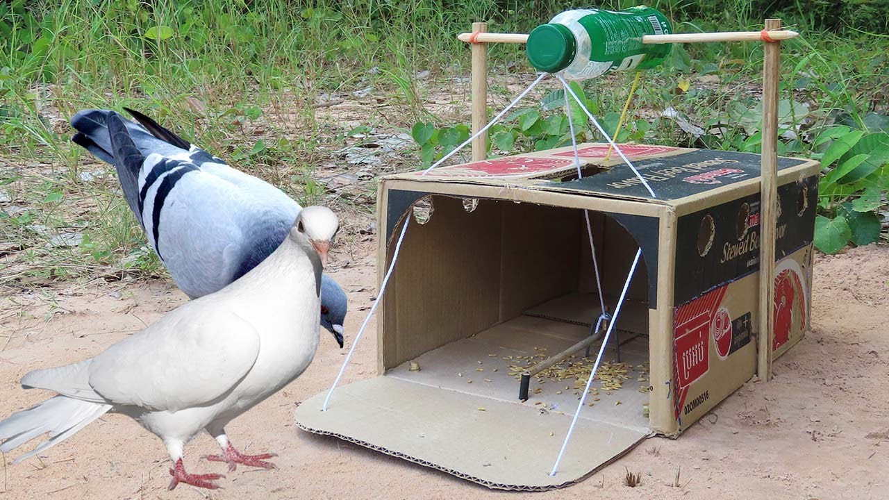 Creative DIY Bird Trap Using Cardboard Box Plastic Bottle & Woods ...