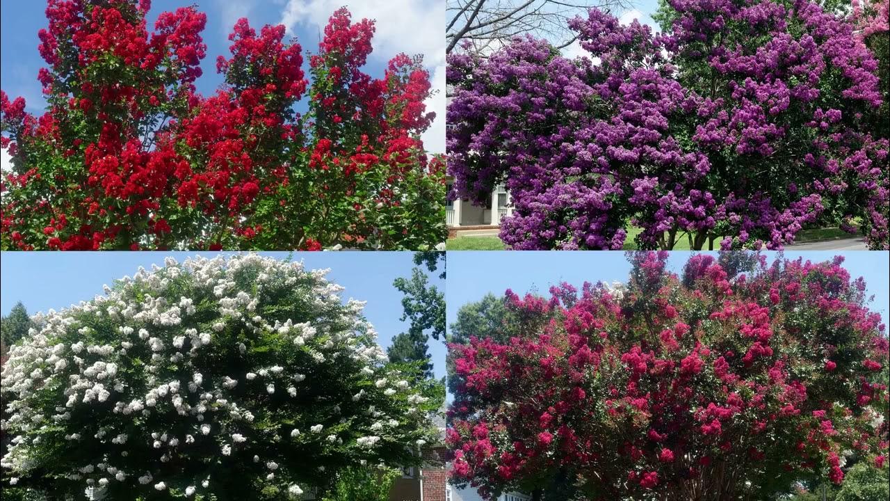 Red Crepe Myrtle Tree for Sale - YouTube