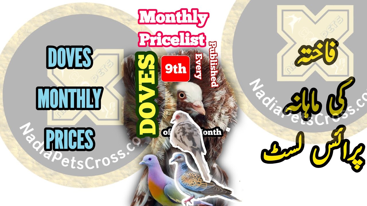 Doves Pricelist JUNE 2023 | Monthly Prices of Doves | Bird Market ...