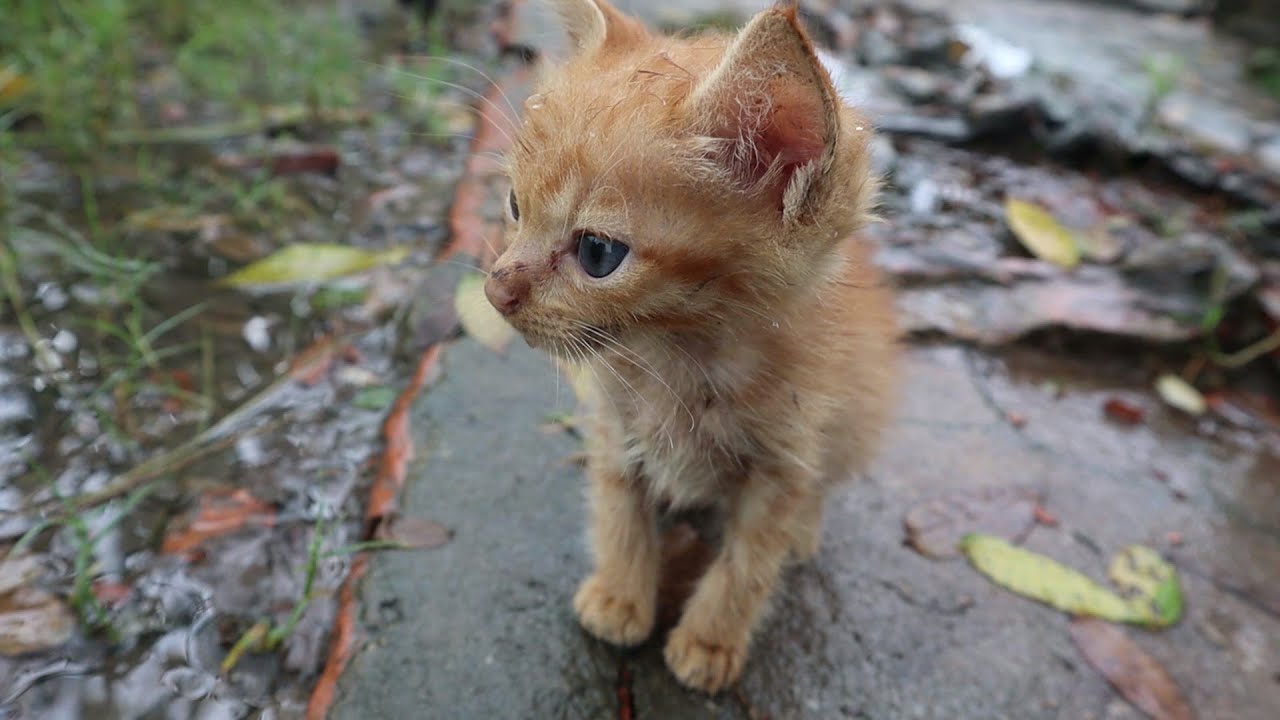 Cute kitten meowing happy after raining - YouTube