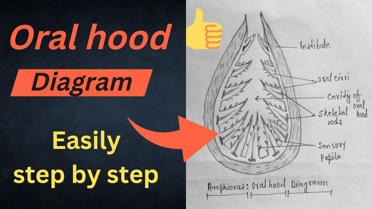 Branchiostoma Diagram