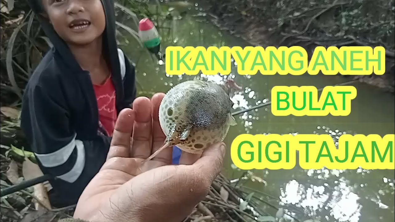 ikan aneh, bulat dan suka mutusin pancing - YouTube