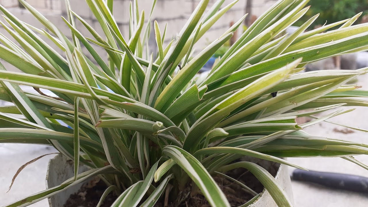 Propagating Variegated Mundo Grass | Homestead Landscaping Project ...