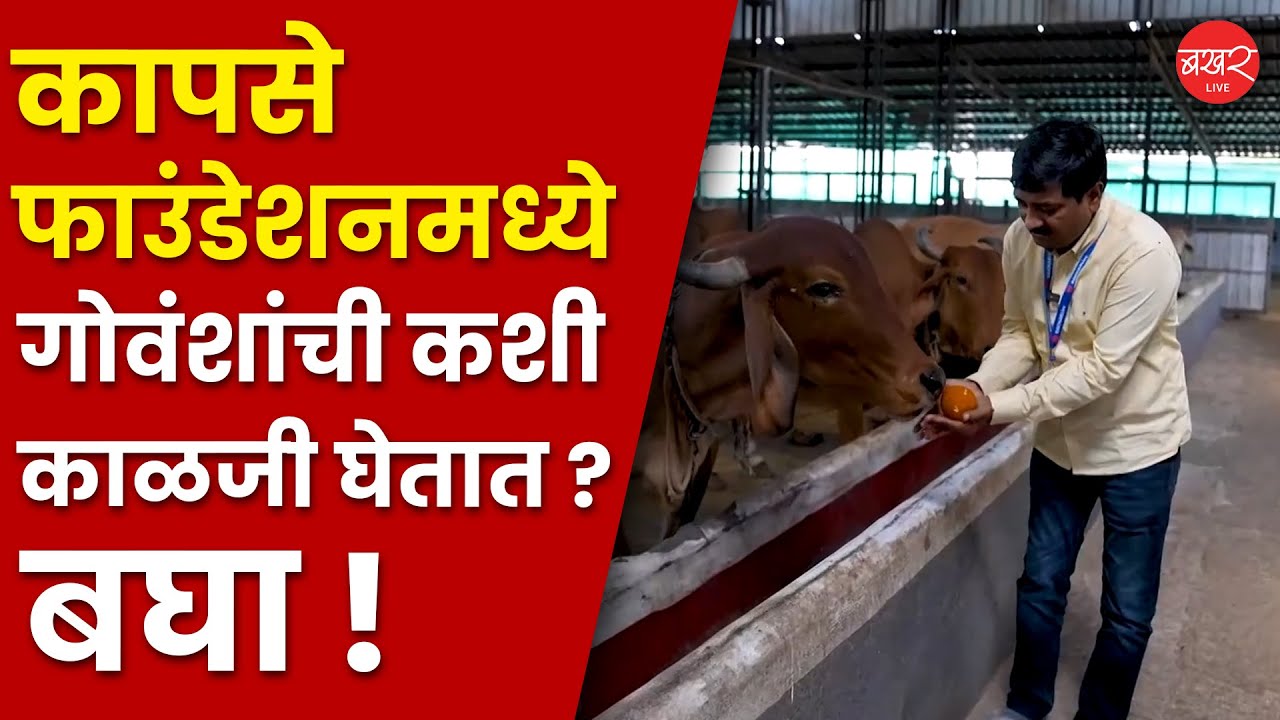 Balasaheb Kapse Foundation Gaushala | कापसे फाउंडेशनची सुसज्ज गोशाळा ...