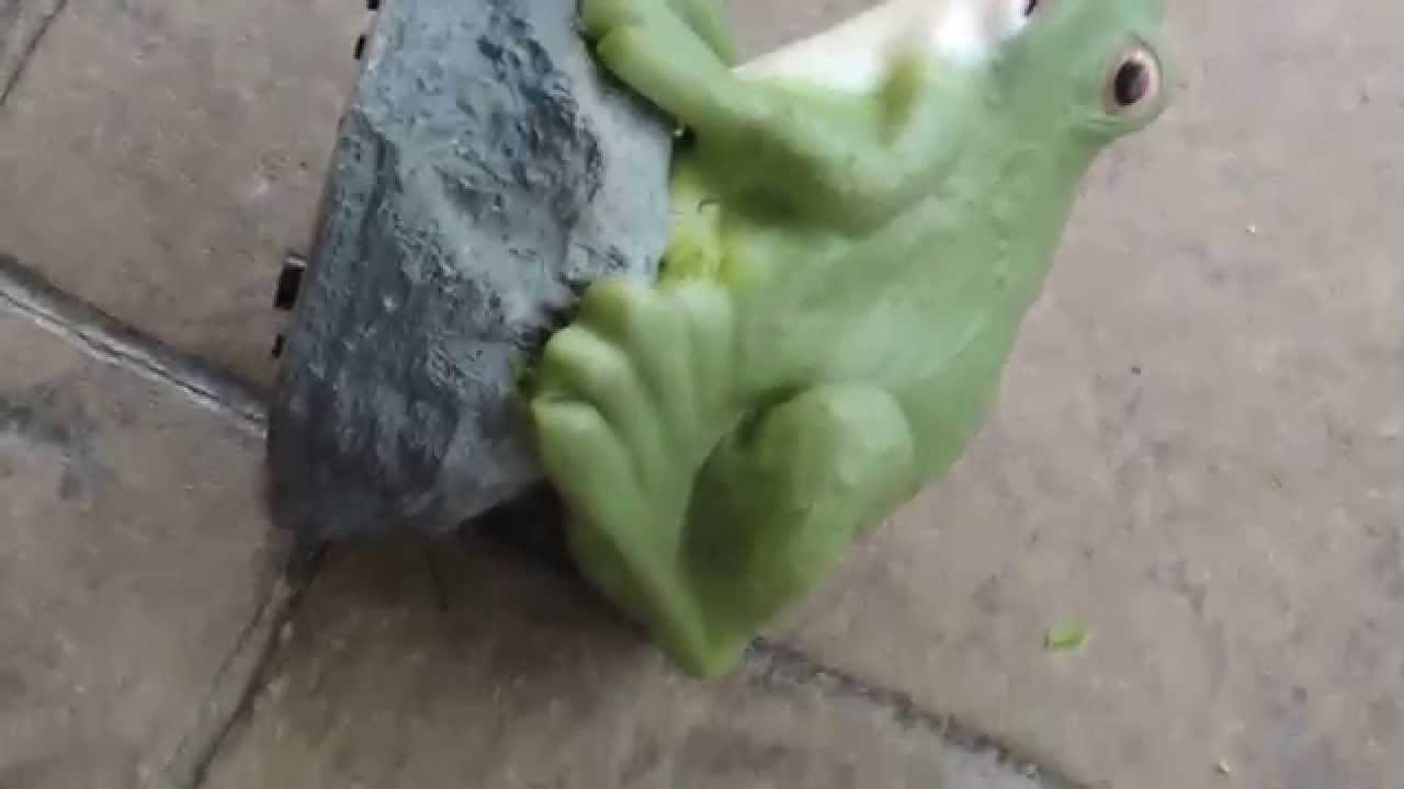 Drunken frog - YouTube