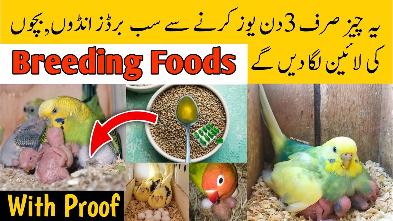 Birds breeding formula | budgies, lovebirds,cocktail breeding formula ...