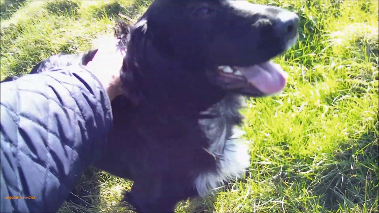 Working Cocker Spaniel Training Using the Wind - YouTube