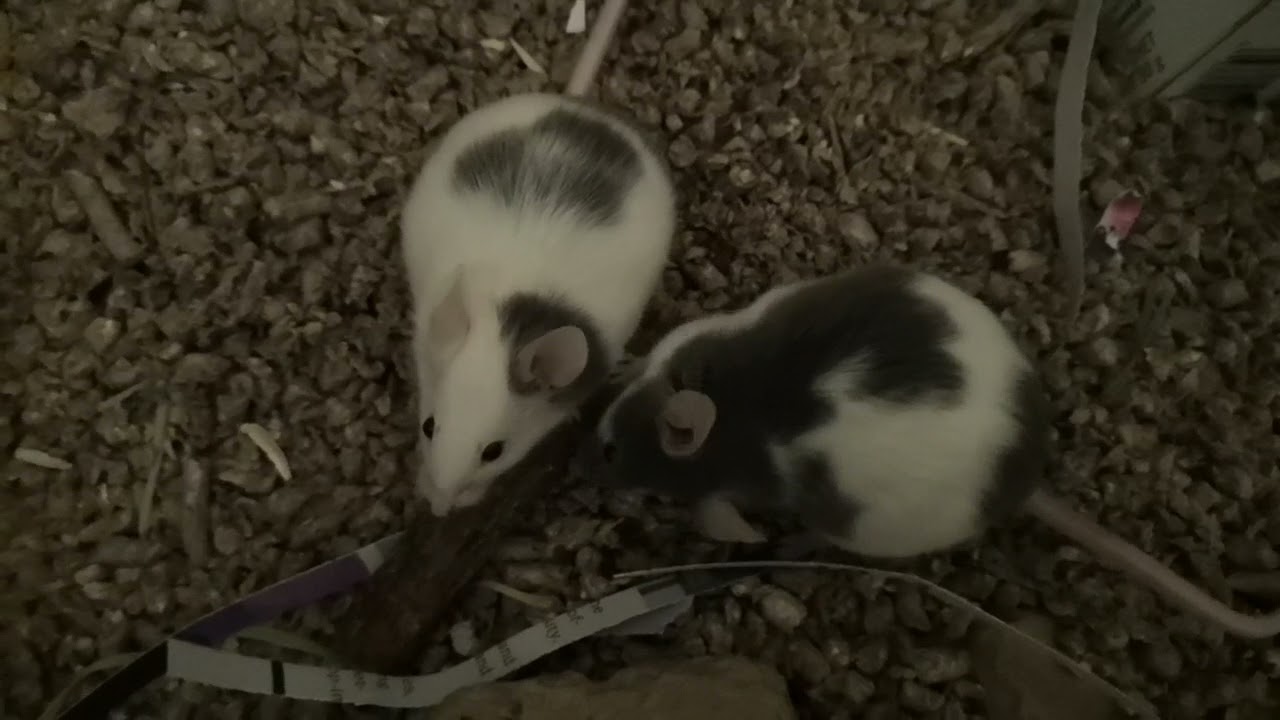 Four Minutes Of Mice Gnawing - YouTube