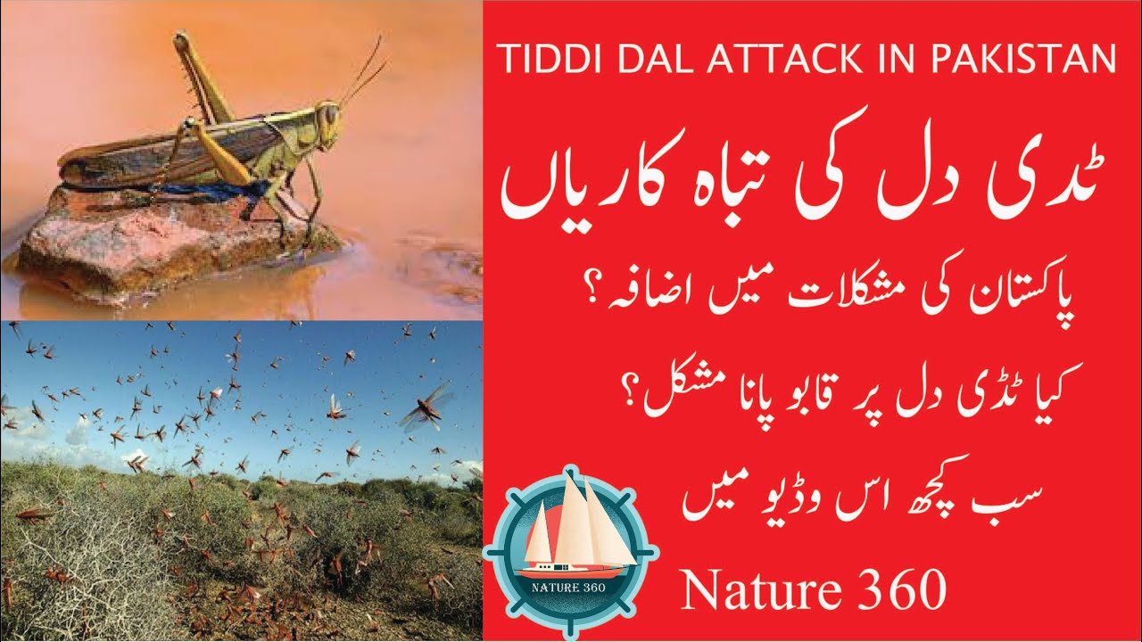 Tiddi Dal attack in Pakistan / ٹدی دل کی تباہ کاریاں - YouTube
