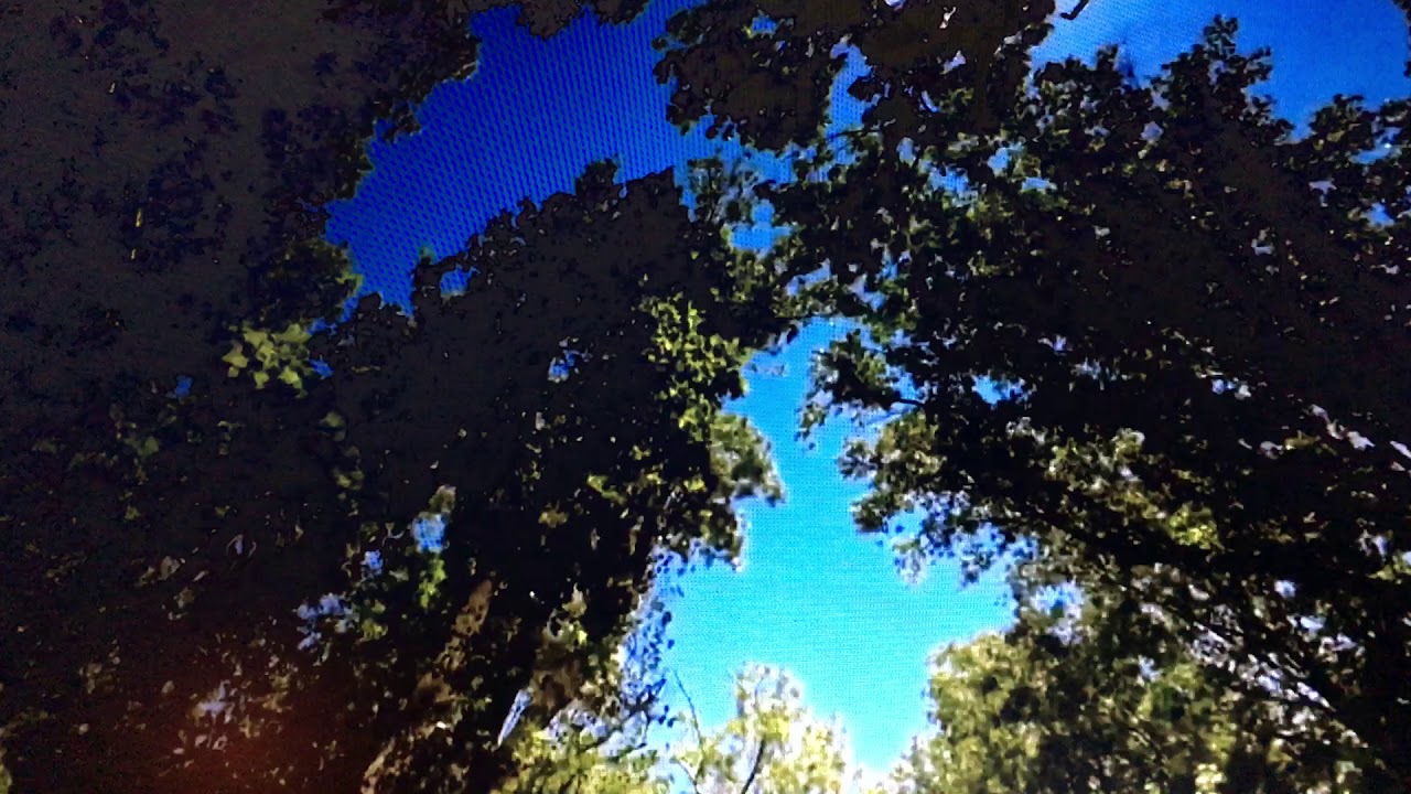 Grounding tree meditation - YouTube