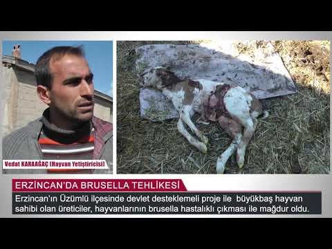 Erzincan'da Brusella Tehlikesi ile Çiftçiler Mağdur Oldu