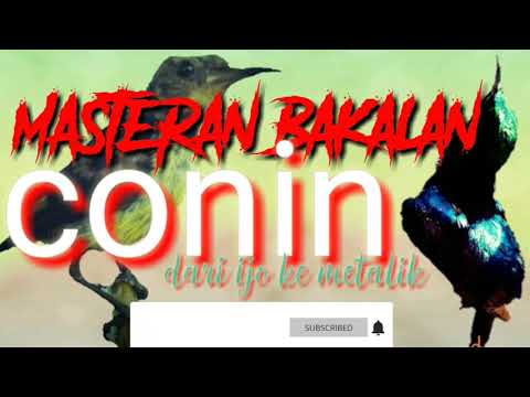MASTERAN KOLIBRI NINJA KONIN DARI IJO BAKALAN KE METALIK MASTERAN ...