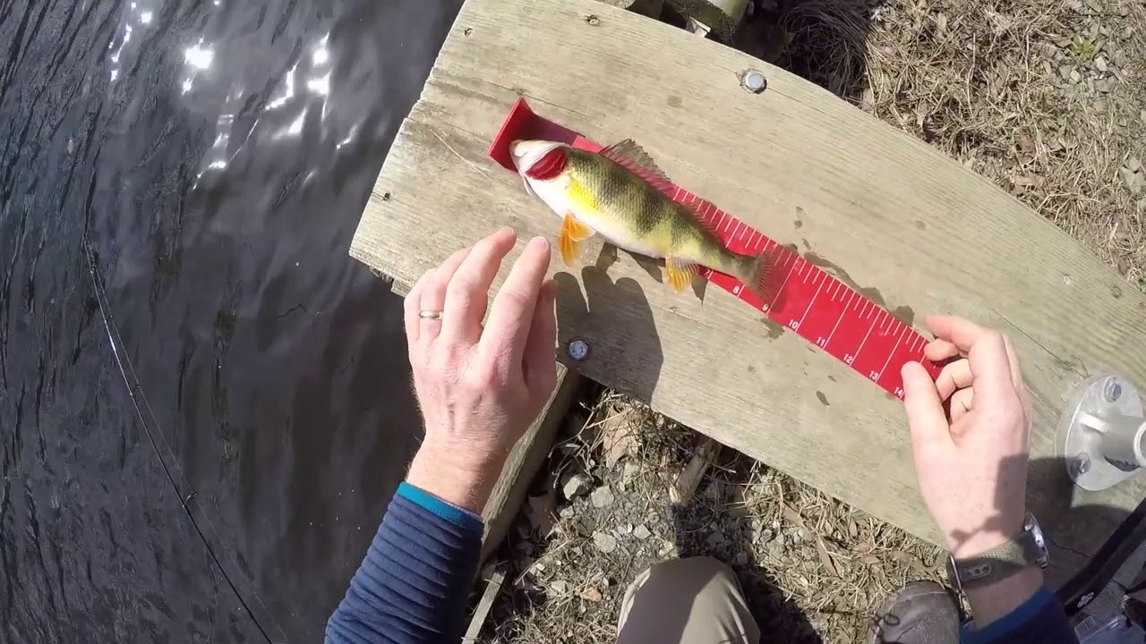 Catching Spawning Yellow Perch in the Upper Chesapeake - YouTube