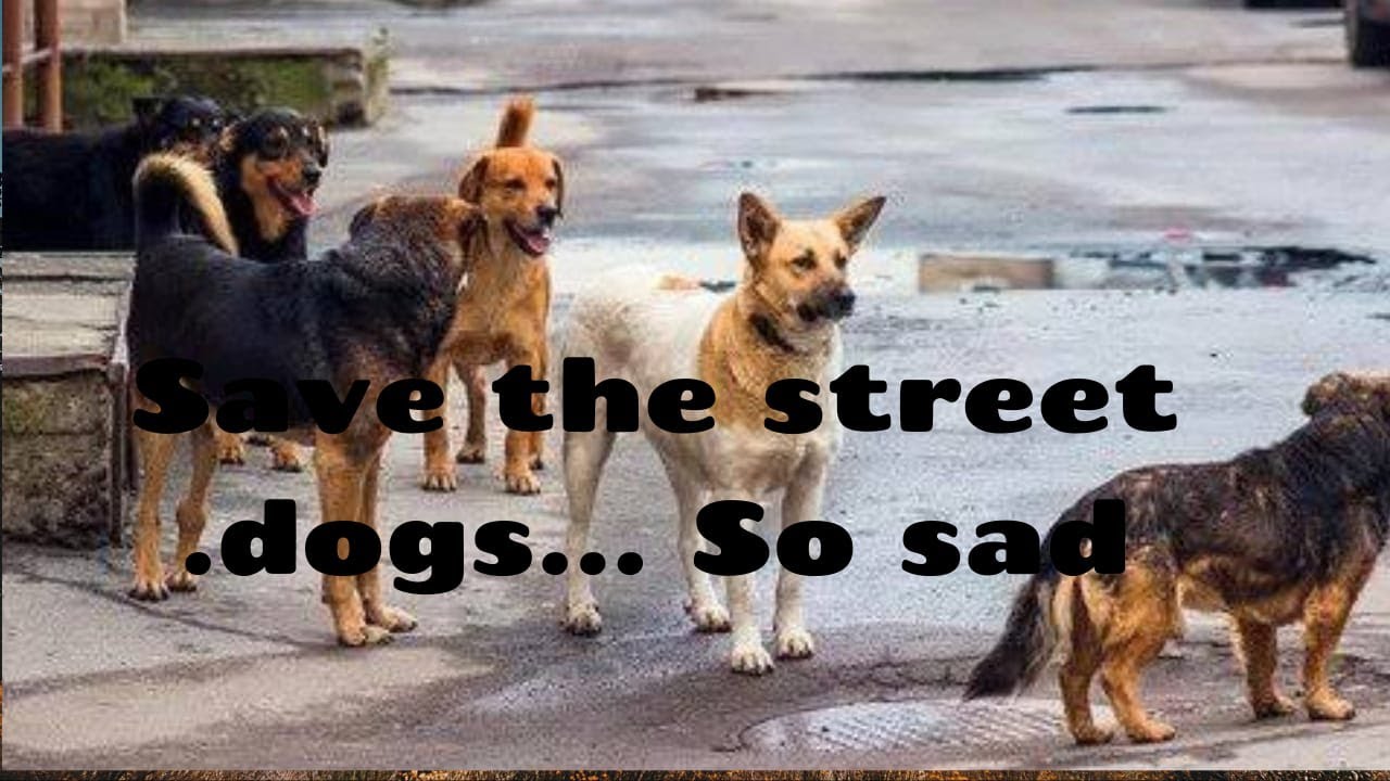 save the street dogs ..... so sad #pets_#dog_#cat - YouTube