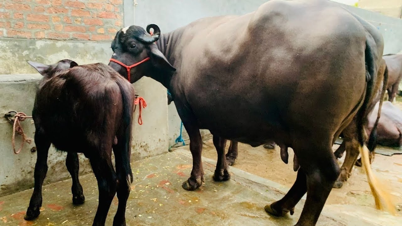 Murrah Buffalo Farm Video - YouTube