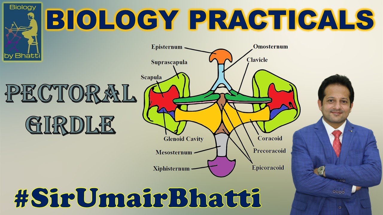 Pectoral Girdle of Frog | Frog Skeleton | F.Sc Biology Practical | # ...