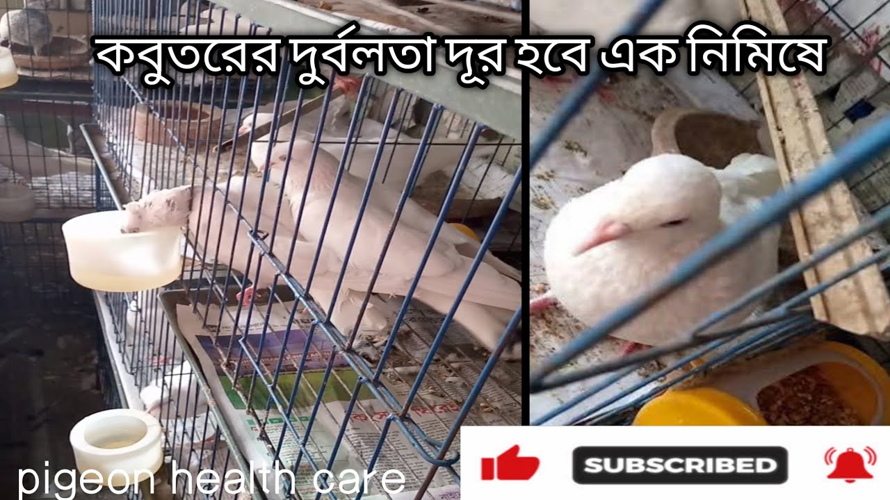 Making natural saline to relieve weakness in pigeons | pigeon health ...