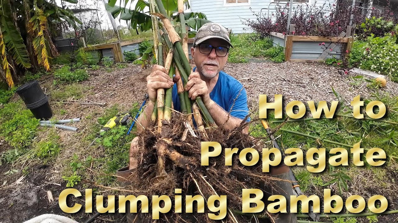 How To Propagate Silver stripe Clumping Bamboo - YouTube