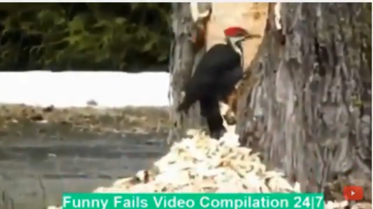 BEST OF FAILS LIVE STREAM - Try Not To Laugh Funny Fails Video ...