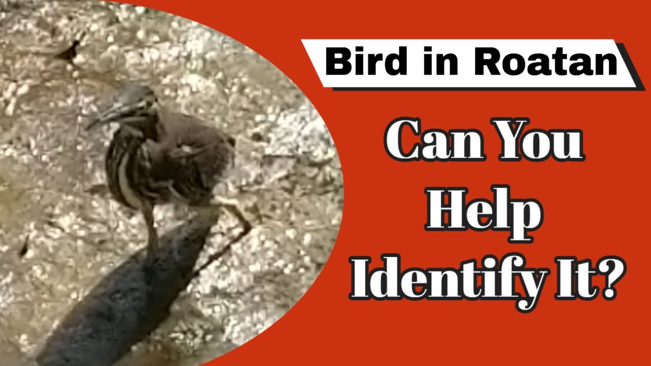 Mysterious Bird in Roatan: Can You Help Identify It? - YouTube