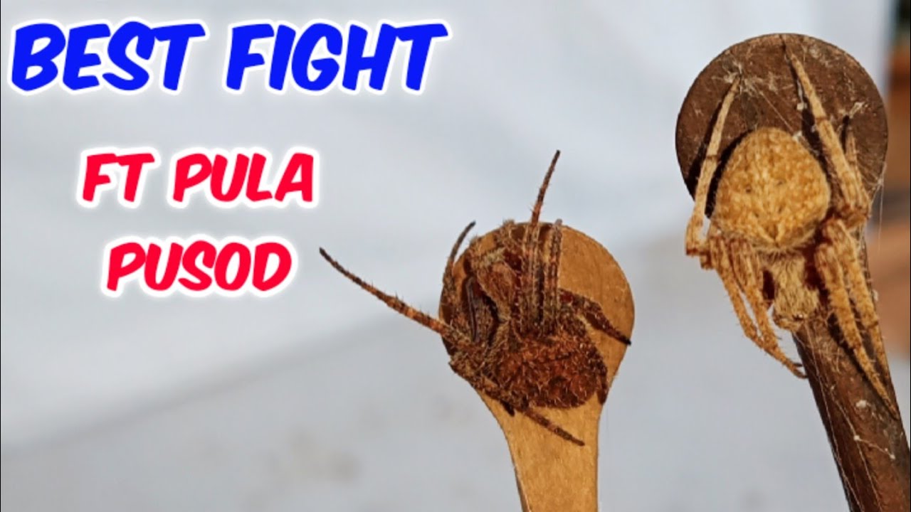 Pinakamagandang Laban ng Pula Pusod... - YouTube