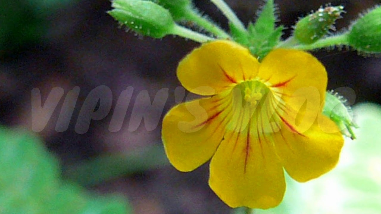 മുക്കുറ്റിയുടെ ഔഷധ ഗുണങ്ങൾ Medicinal Plant Mukkutti - YouTube