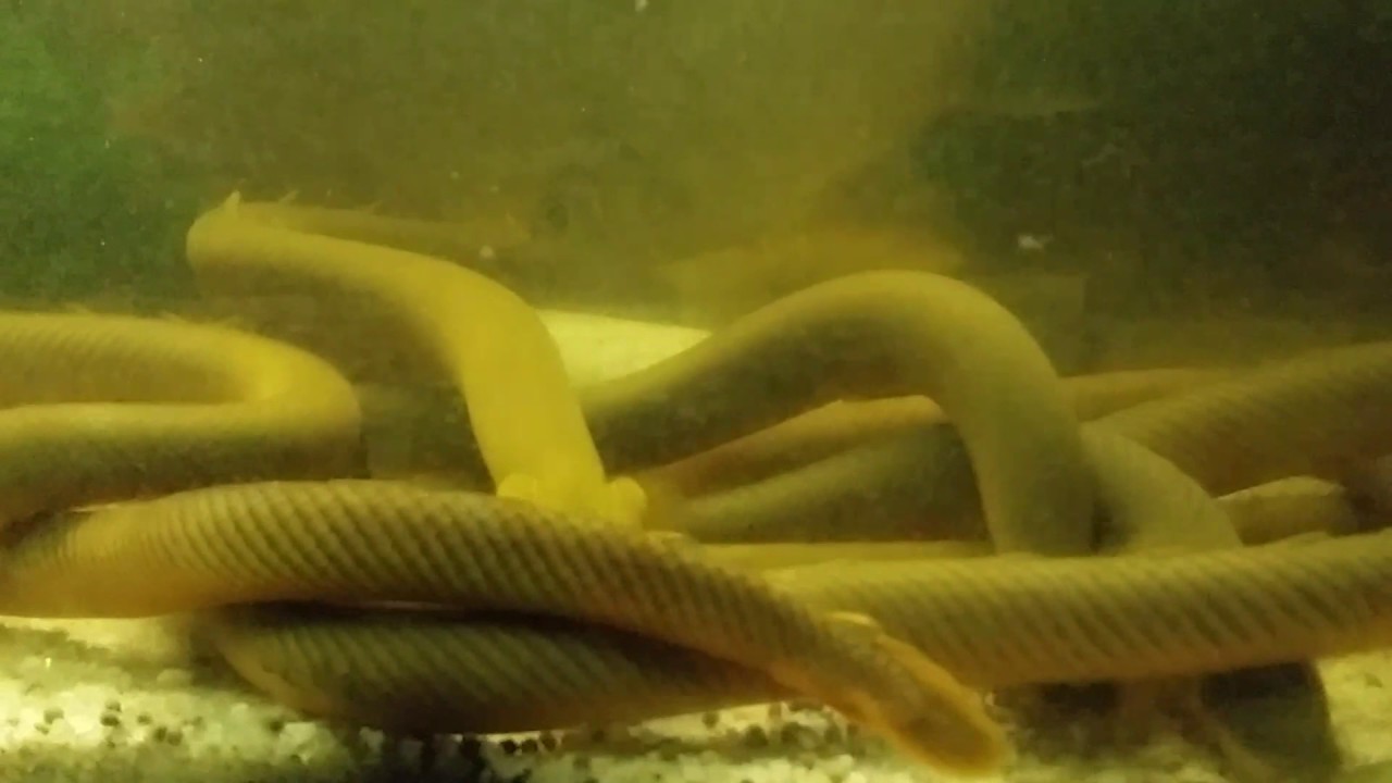 A knot of Ropefish/Reedfish Erpetoichthys calabaricus - YouTube