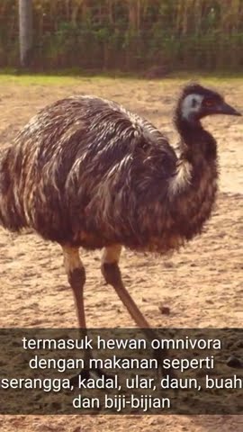 Emu hewan eksotis dari Australia - YouTube