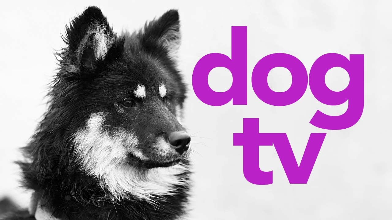 Dog TV - Outdoor Adventure Walking Experience for Dogs! (20 Hour ...