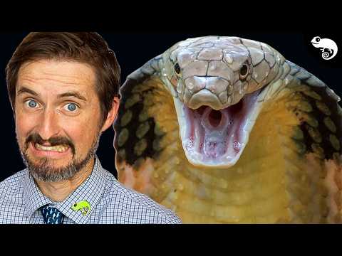 Top 5 Venomous Pets