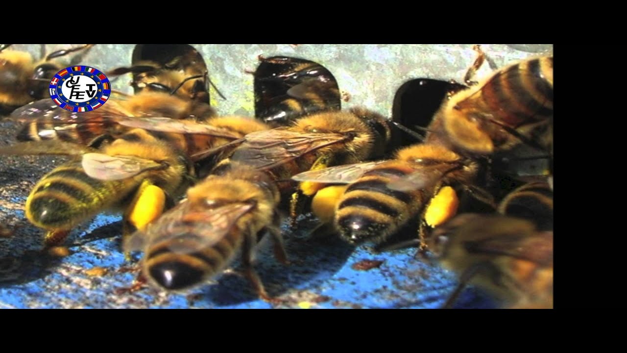 Api il ciclo vitale delle api - YouTube