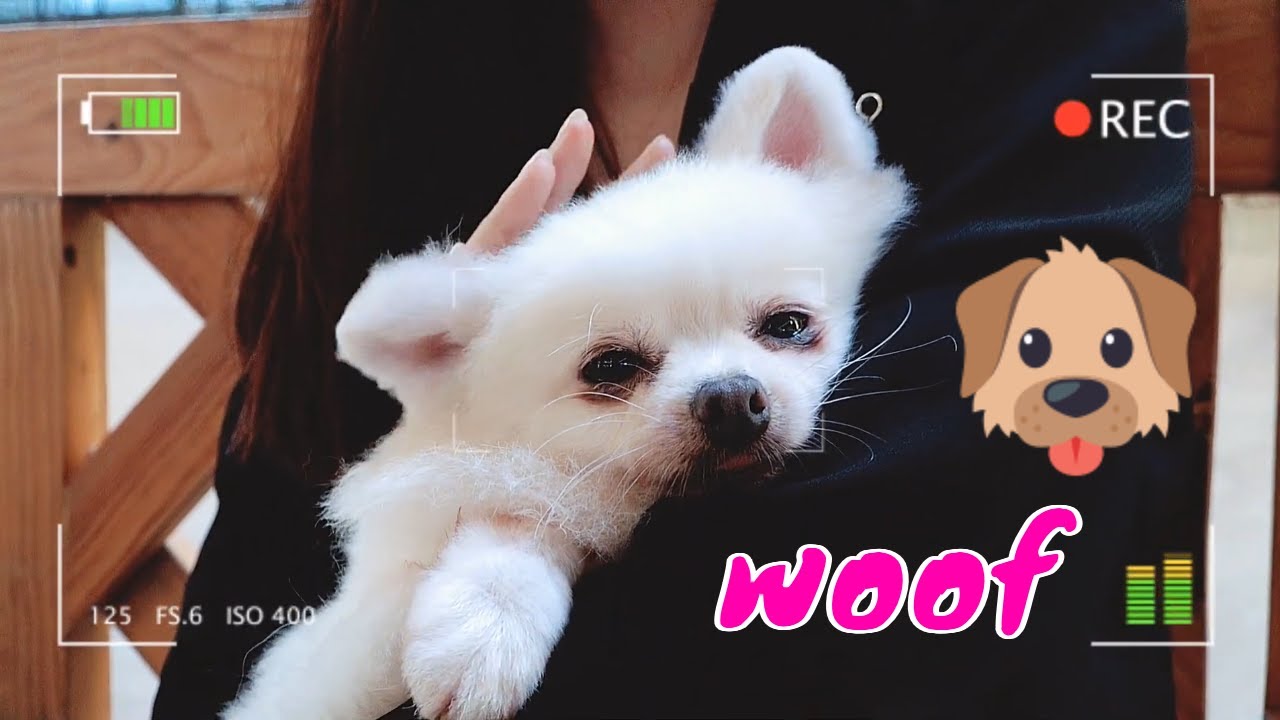 Beautiful Dogs and Puppies Playing Together 6 - Cute Pet Moment | Viral ...