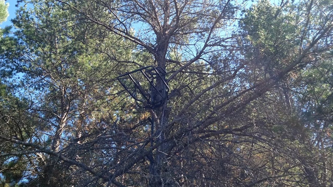 Setting Tree Stands for September Doe Season in Mid-Michigan # ...