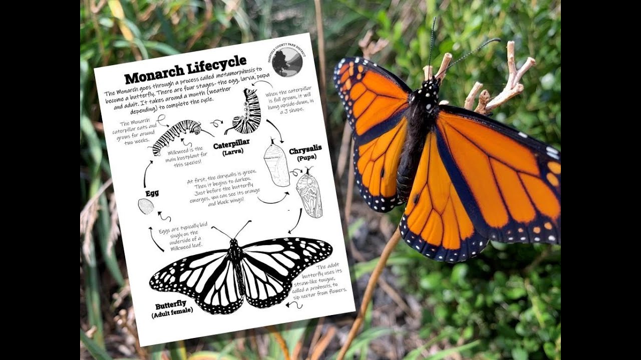 Life Cycle of the Monarch Butterfly (Grades K-2) - YouTube life-cycle-of-the-monarch-butterfly-grades-k-2-youtube
