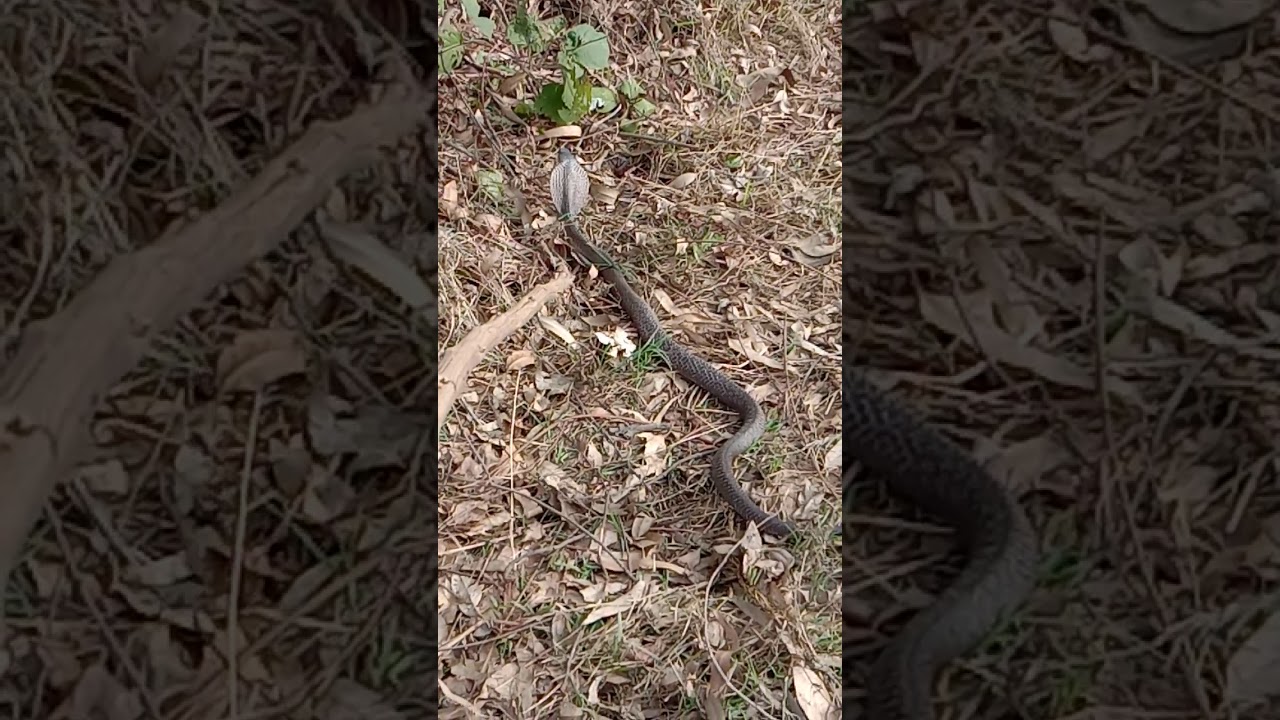 ichadhari nag - YouTube